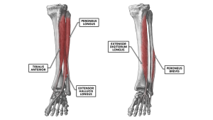 Electrode Placement for Foot Drop: Donning + Configuring the Neural Sleeve
